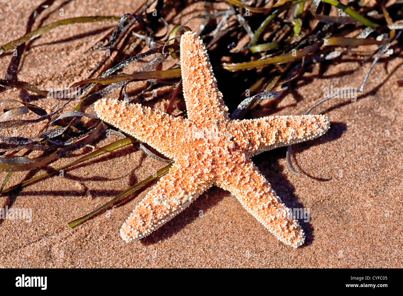 Seastar seaweed hi-res stock photography and images - Alamy