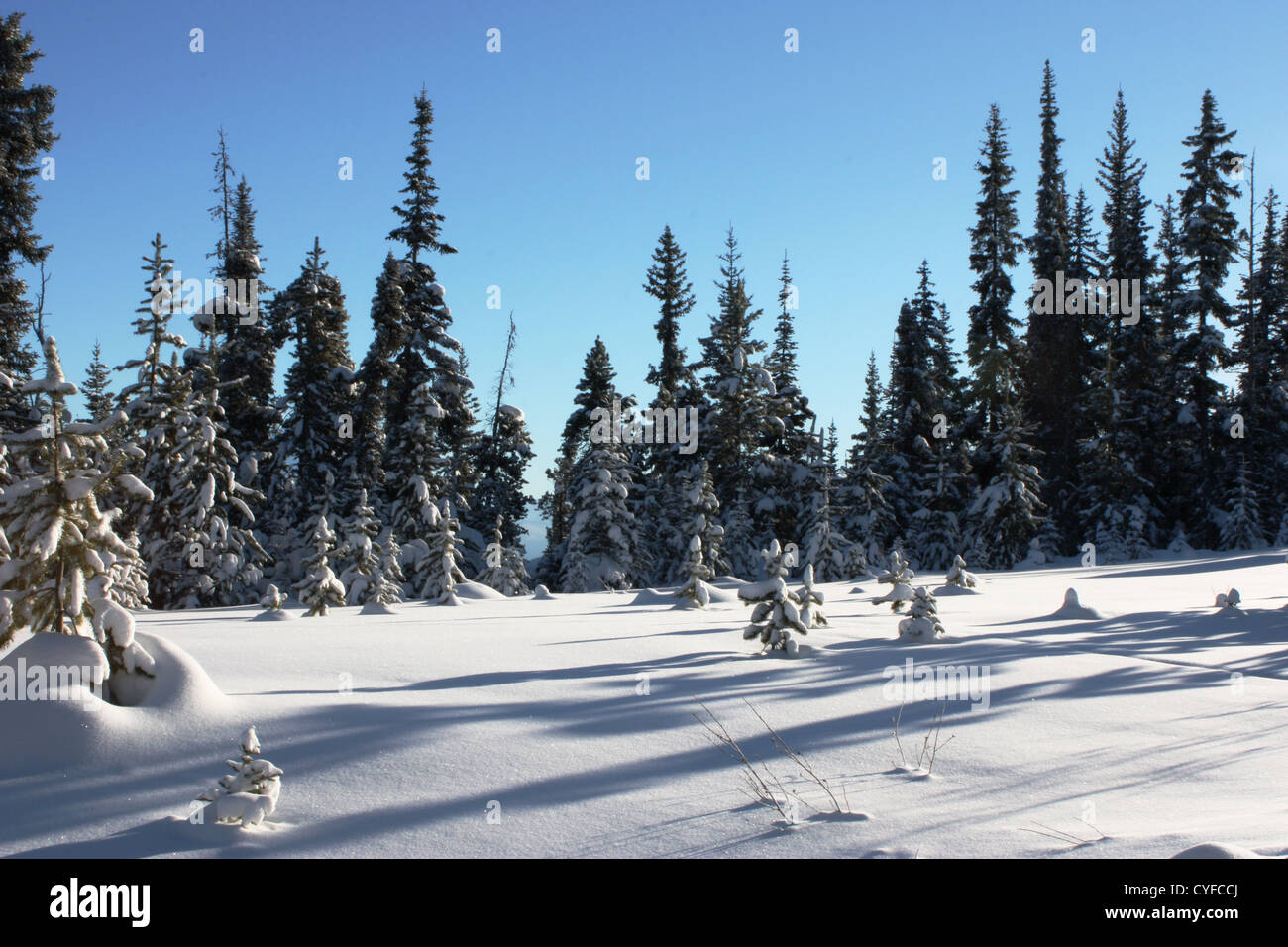 Deep fir hi-res stock photography and images - Alamy
