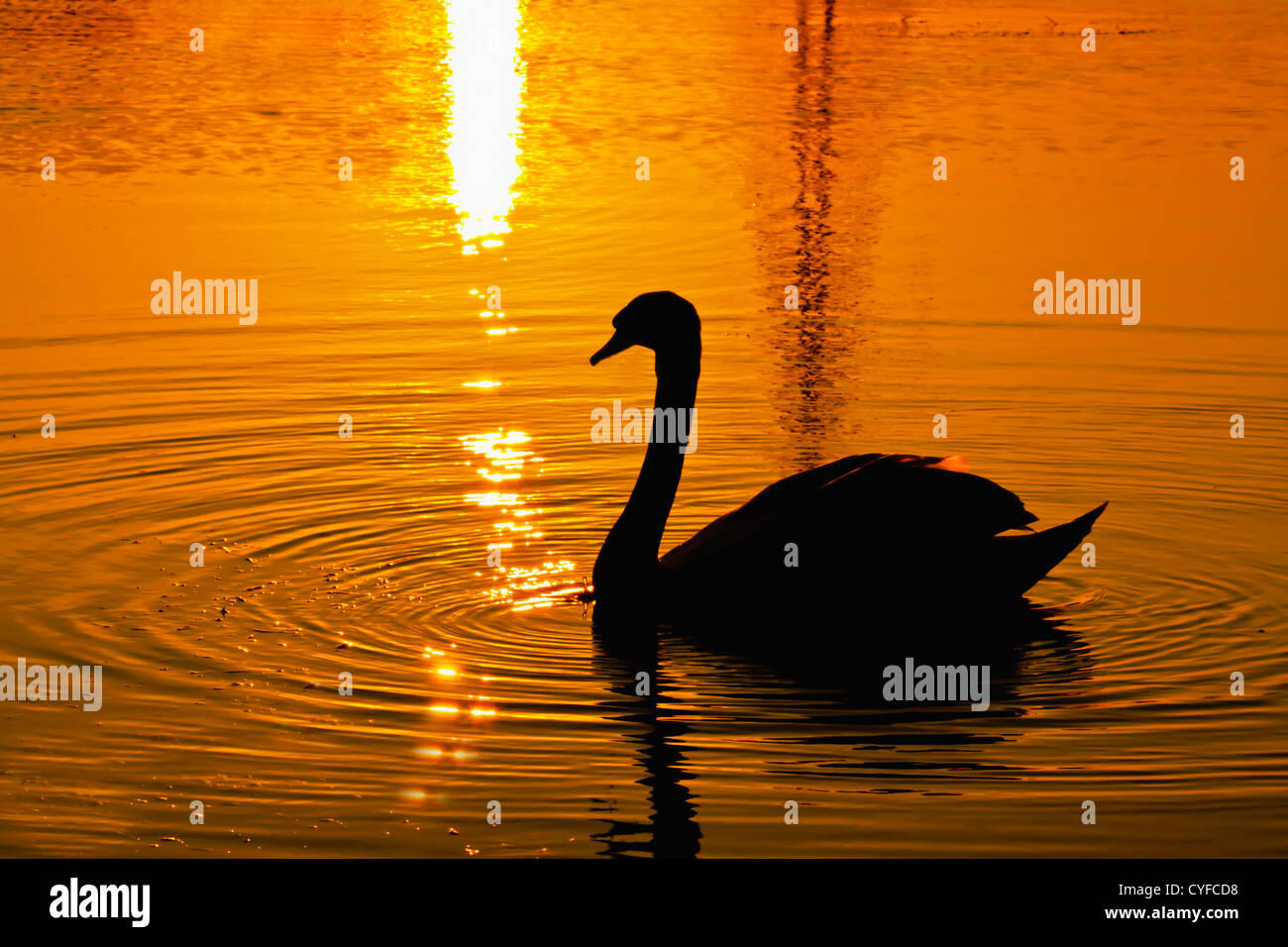 Silhouette of a swan hi-res stock photography and images - Alamy