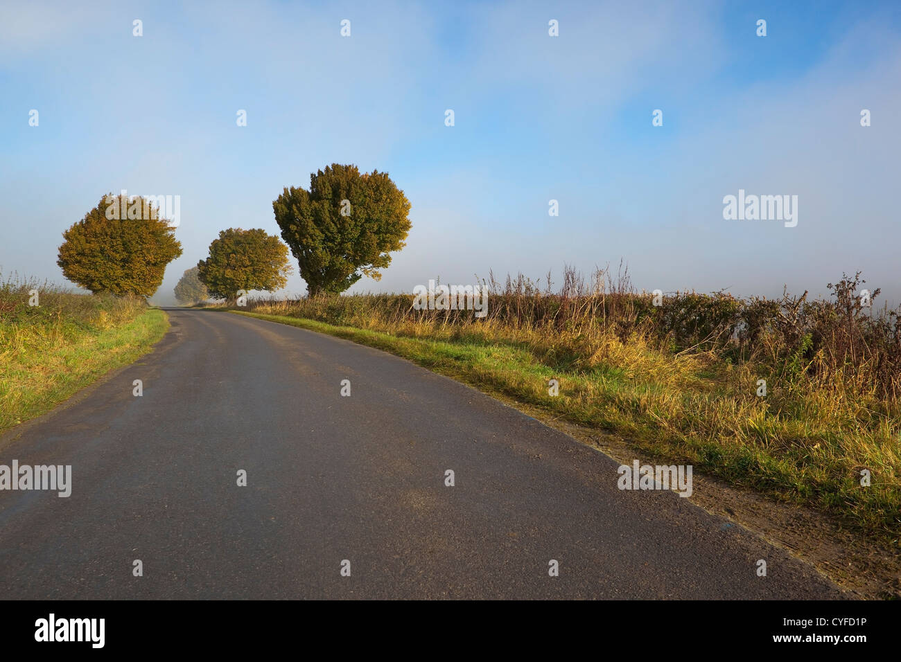 Tree lined scenic highway hi-res stock photography and images - Alamy