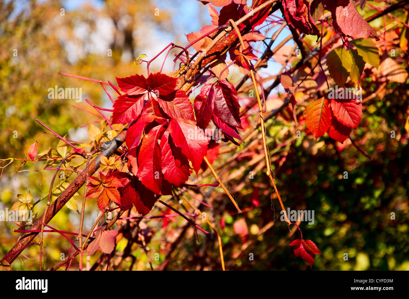 Grape Gallery in autumn park during the day Stock Photo - Alamy