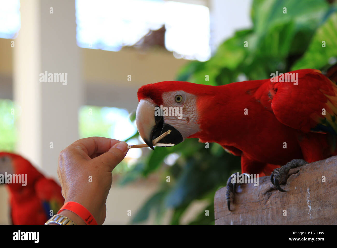Large Red Parrot, Scarlet Macaws endangered throughout much or their ...