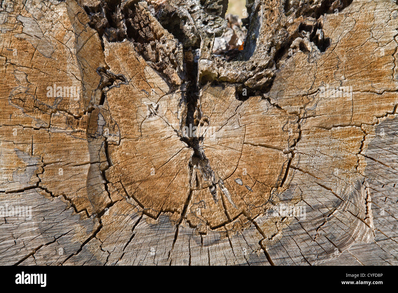 Wet rot hi-res stock photography and images - Alamy
