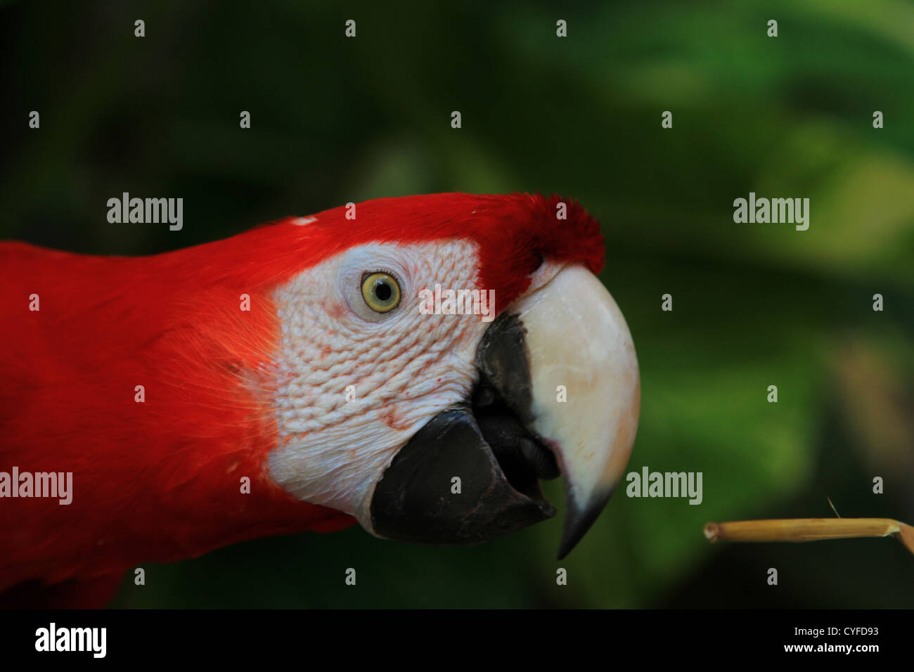 Large Red Parrot, Scarlet Macaws endangered throughout much or their ...