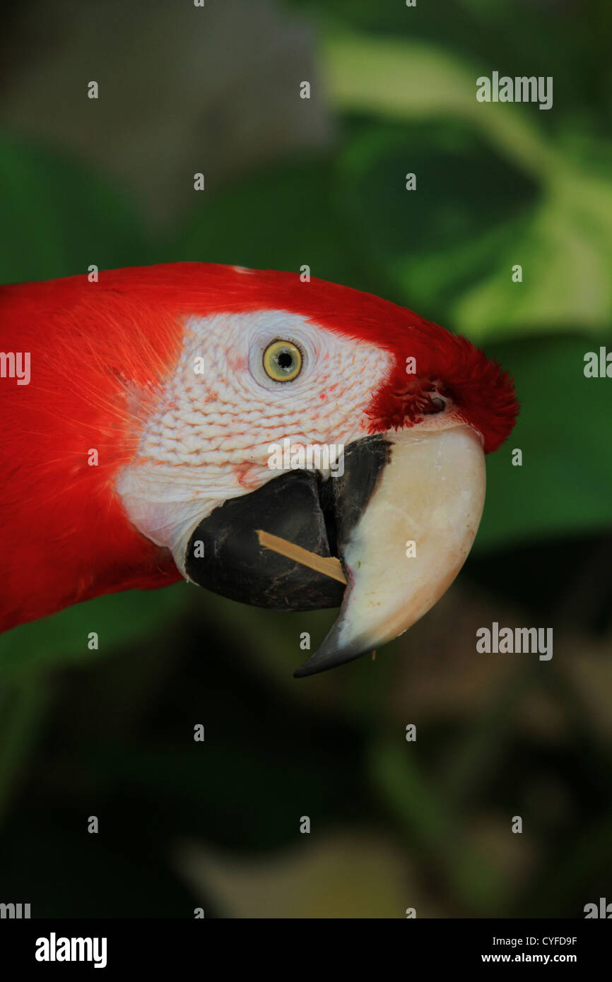 Largest neotropical parrots hi-res stock photography and images - Alamy