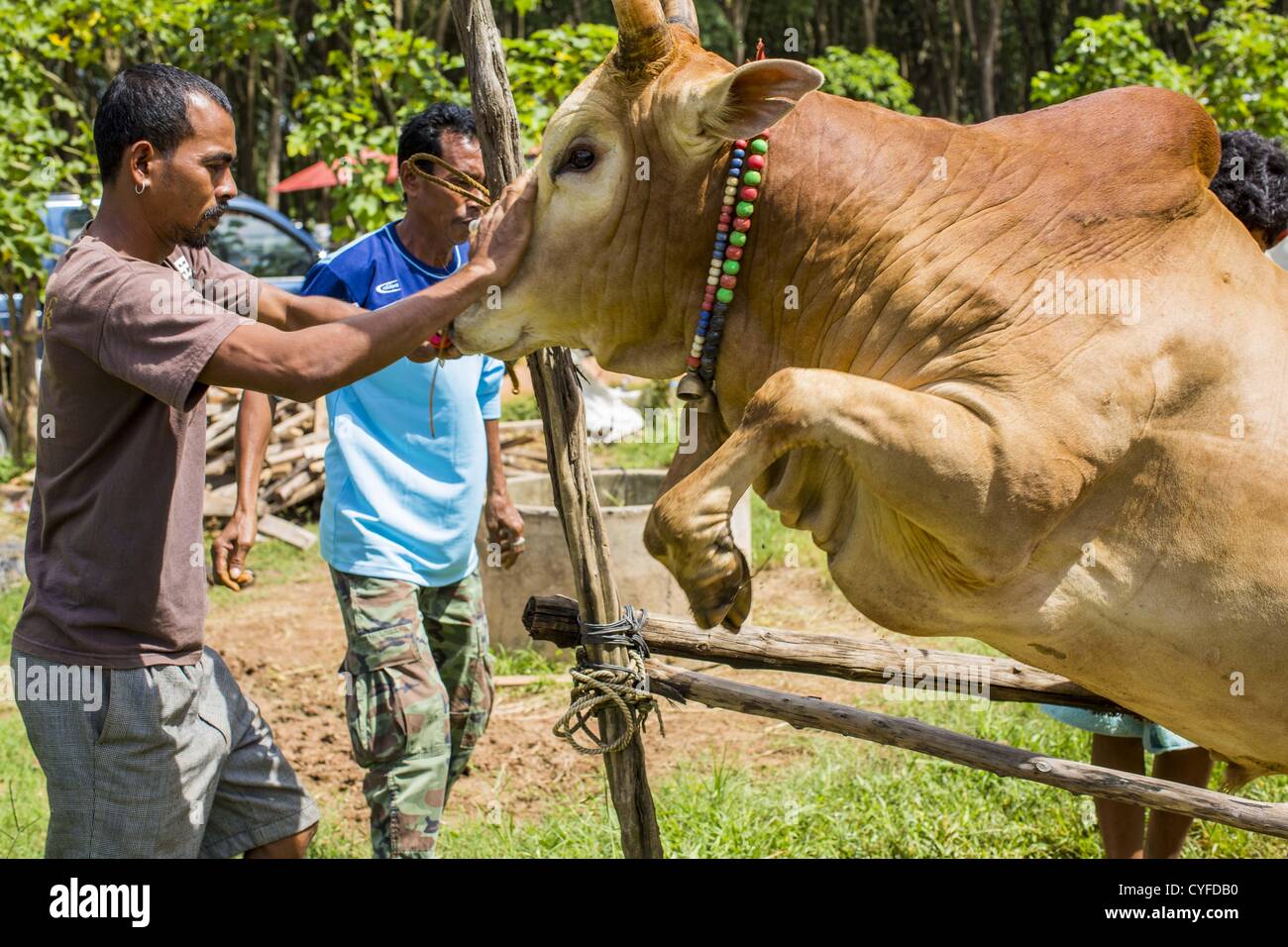 Nov. 3, 2012 - Hat Yai, Songkhla, Thailand - A Thai bull owner prepares ...
