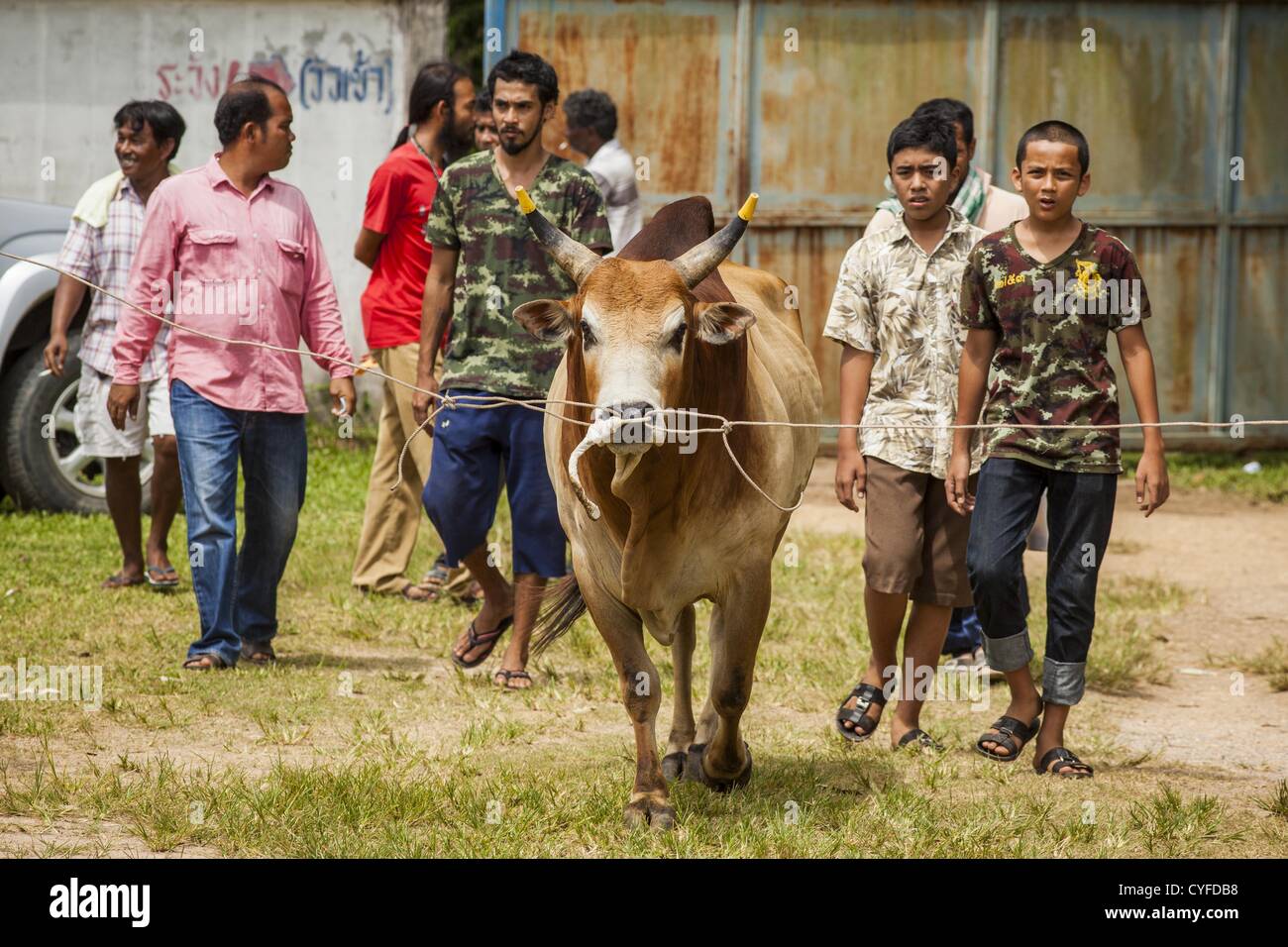 Bull butting hi-res stock photography and images - Alamy