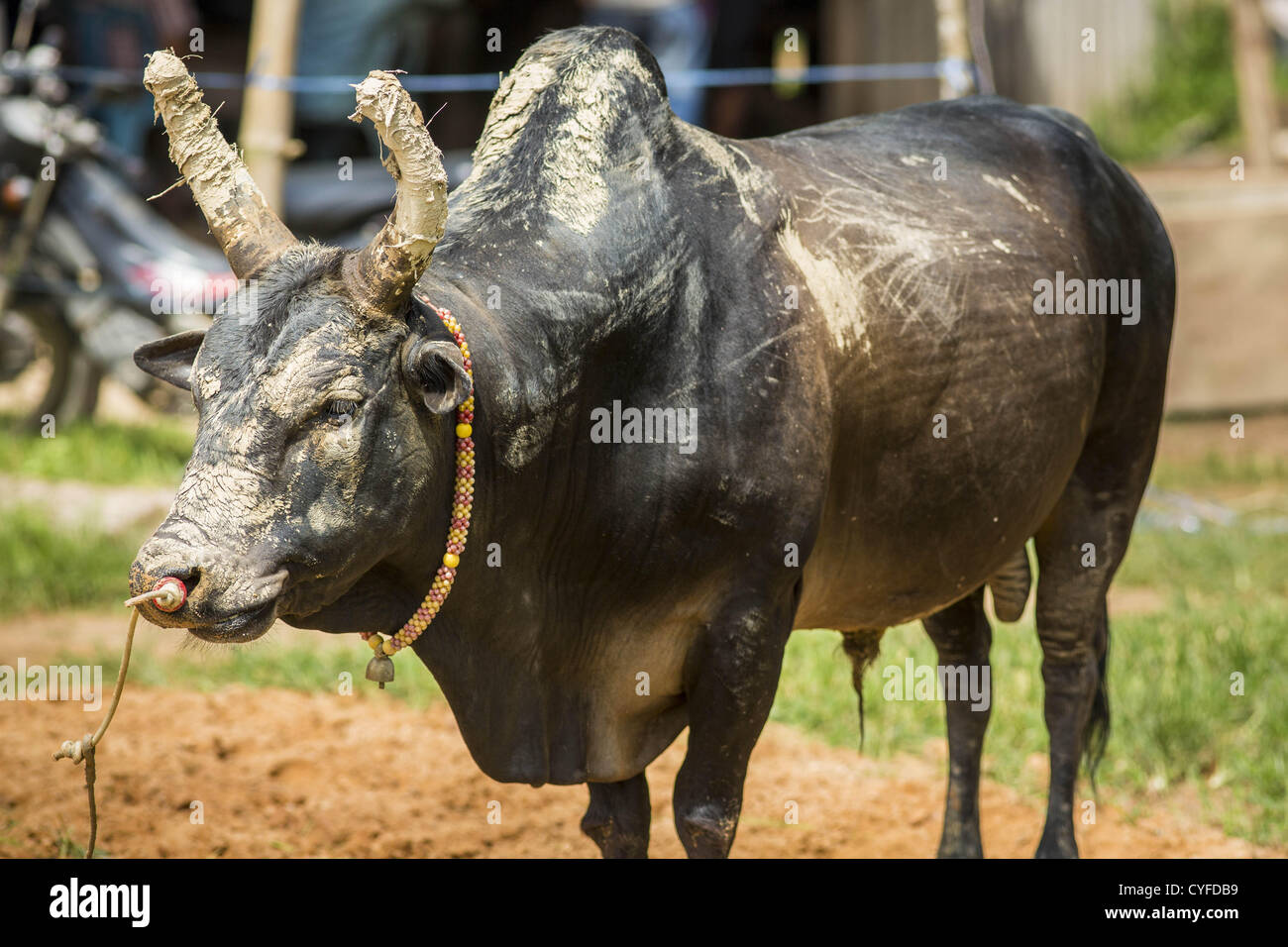 Hat yai bull fighting hi-res stock photography and images - Alamy
