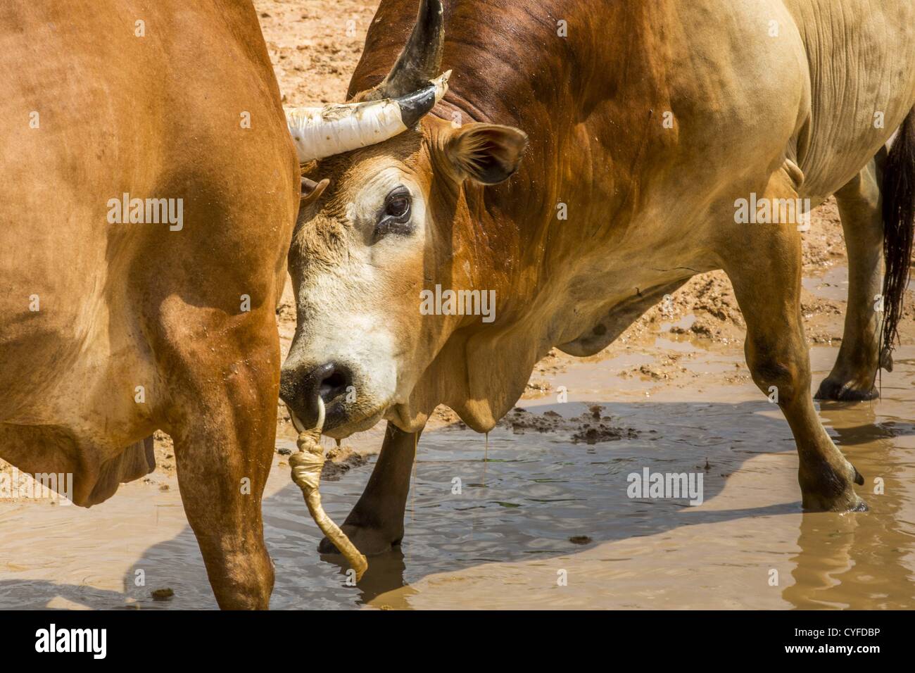 Nov. 3, 2012 - Hat Yai, Songkhla, Thailand - Bullfighting at the ...