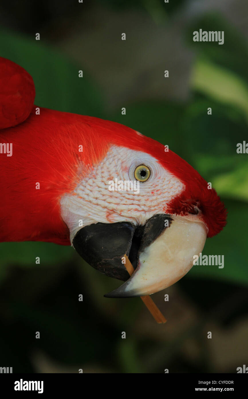 Large Red Parrot, Scarlet Macaws endangered throughout much or their ...