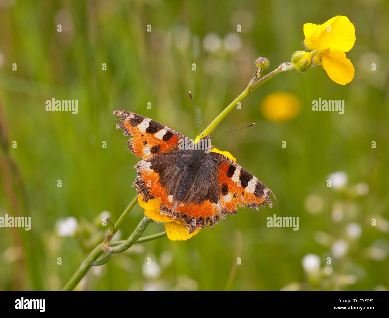 A tortoiseshell butterfly on a meadow buttercup flower Stock Photo - Alamy