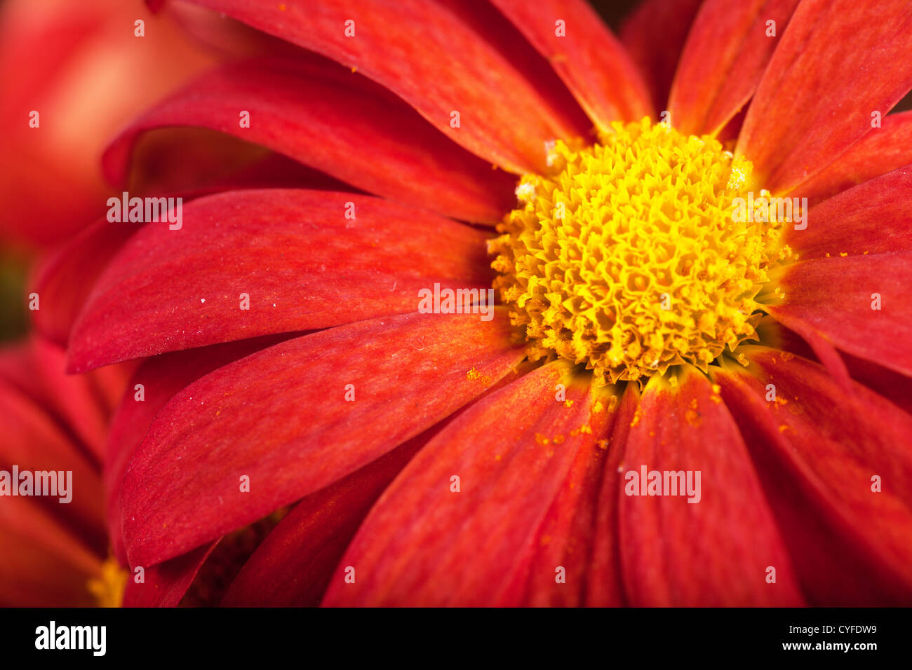 Single Flower Stem High Resolution Stock Photography and Images - Alamy