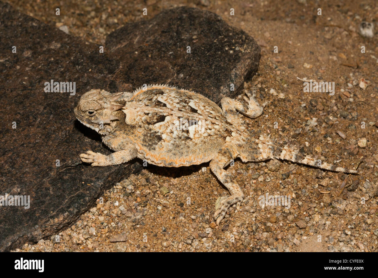 Desert Horned Lizard Phrynosoma platyrhinos Borrego Springs, California ...