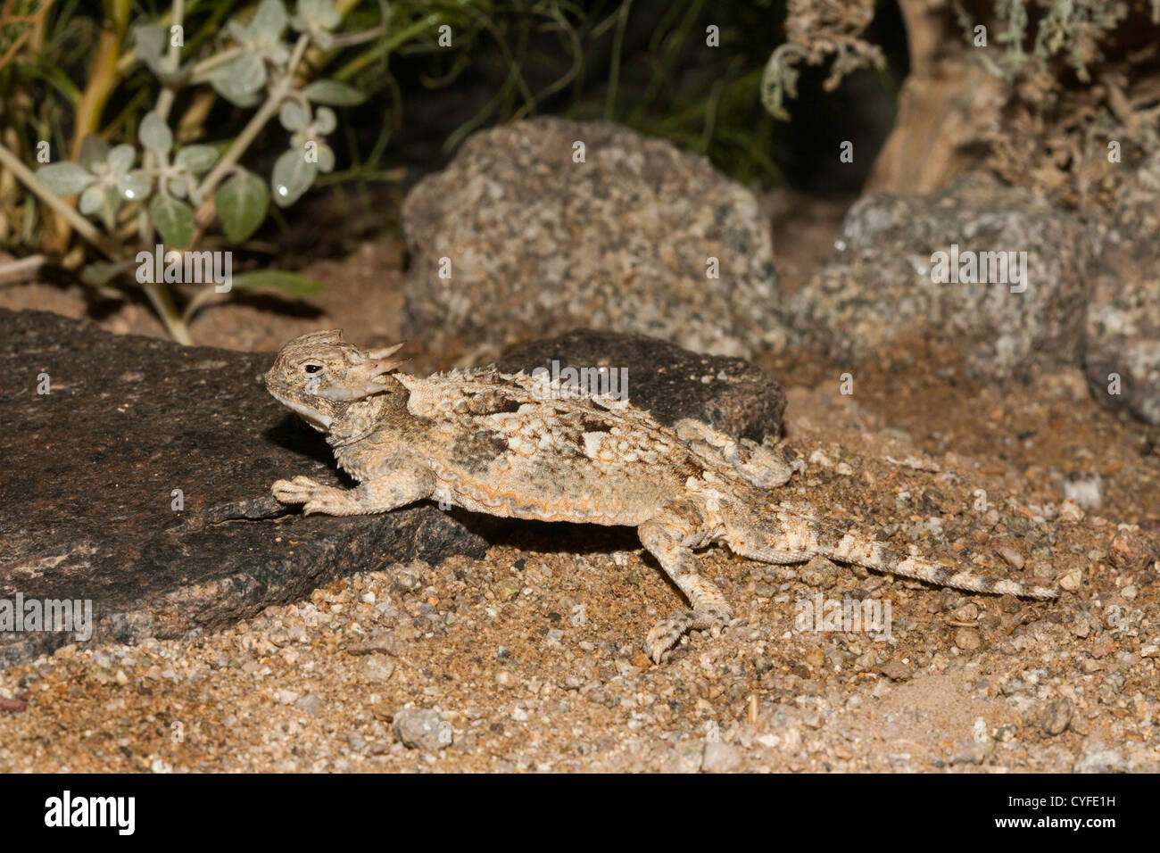 Desert Horned Lizard Phrynosoma platyrhinos Borrego Springs, California ...