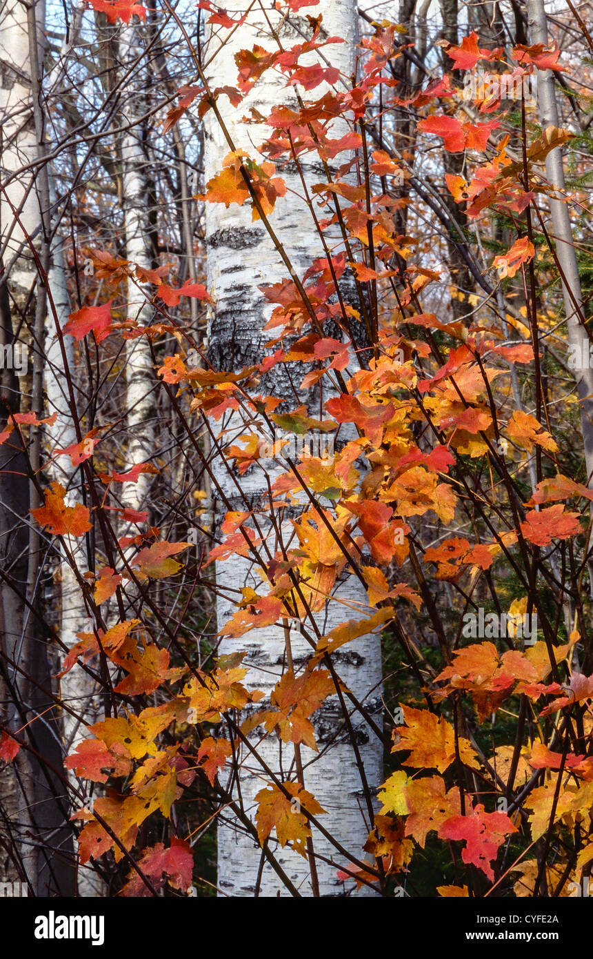 Lake Welch in Harriman State Park in Autumn maple leaves in front of ...