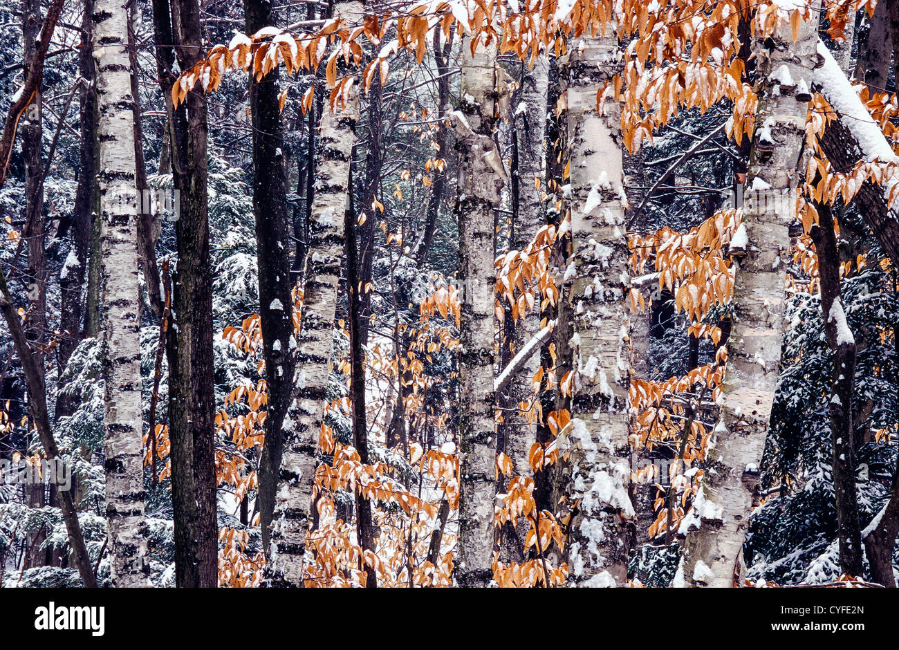 Lake Welch in Harriman State Park in winter with birch trees Stock ...
