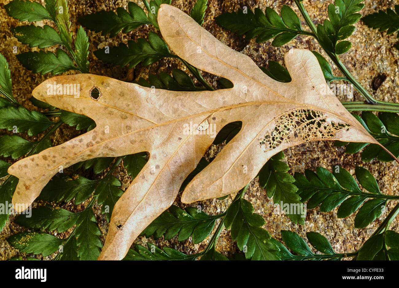 Lake Welch in Harriman State Park in autumn Stock Photo - Alamy