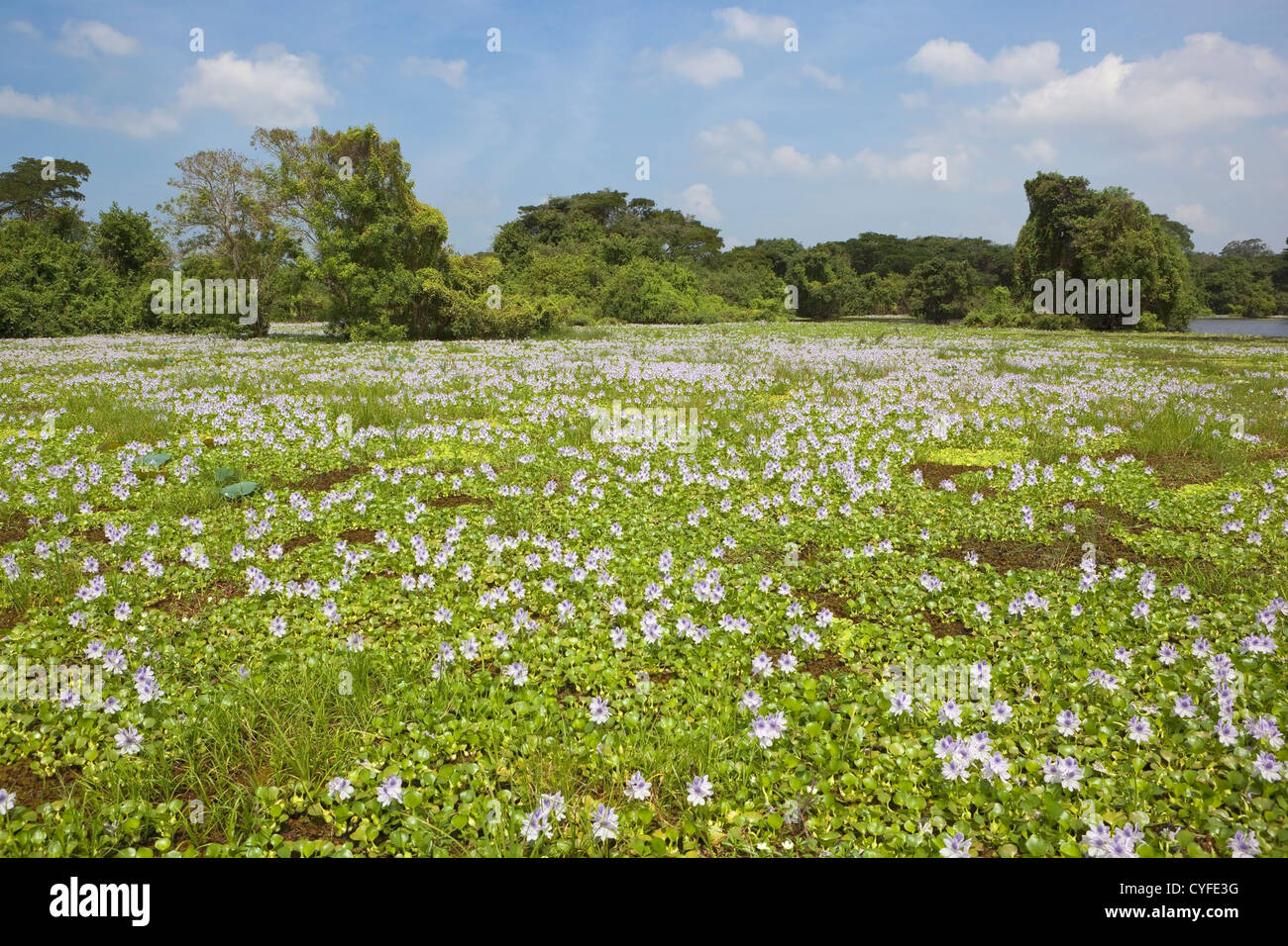 A beautiful Sri Lankan landscape with flowering water hyacinth and ...