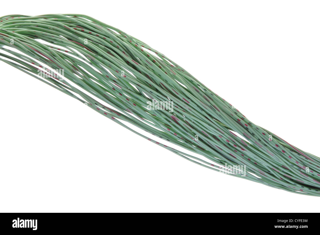 Swirl green cable isolated on white background Stock Photo - Alamy