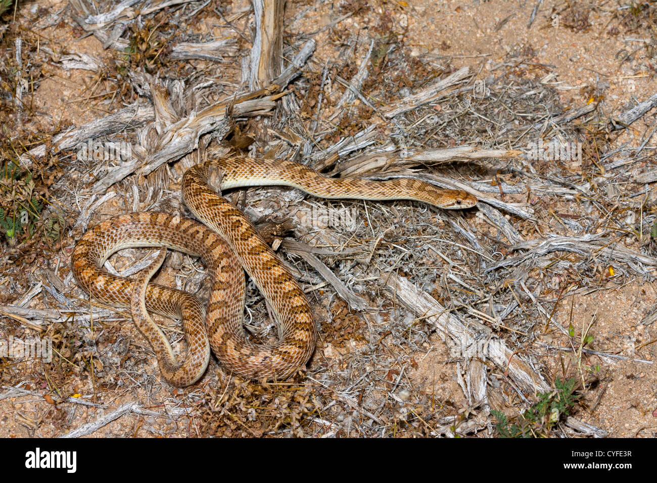 Glossy Snake Arizona elegans candida Borrego Springs, California ...