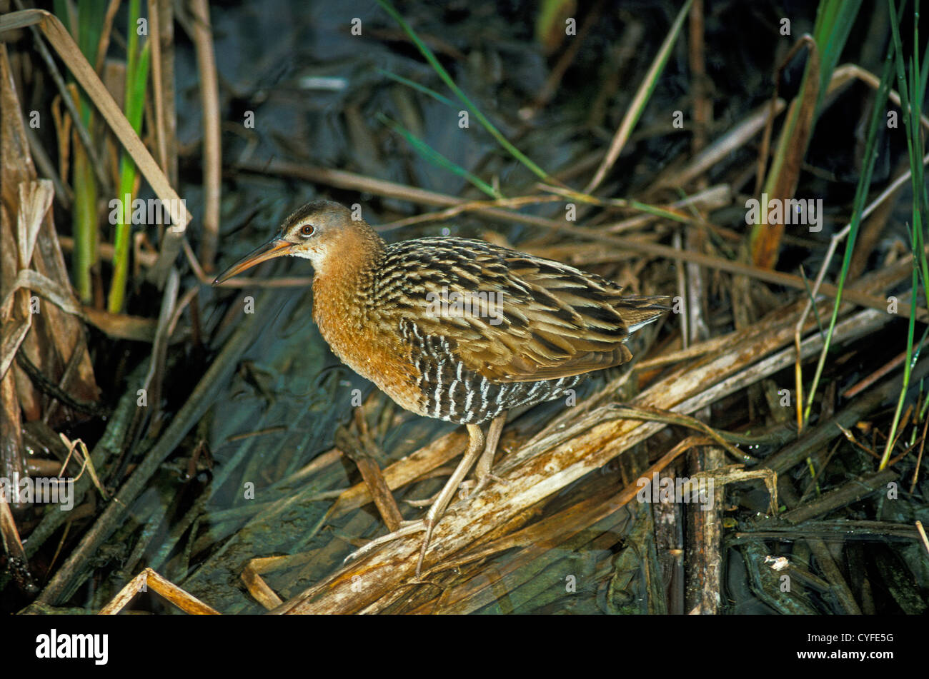 Aransas national wildlife refuge hi-res stock photography and images ...