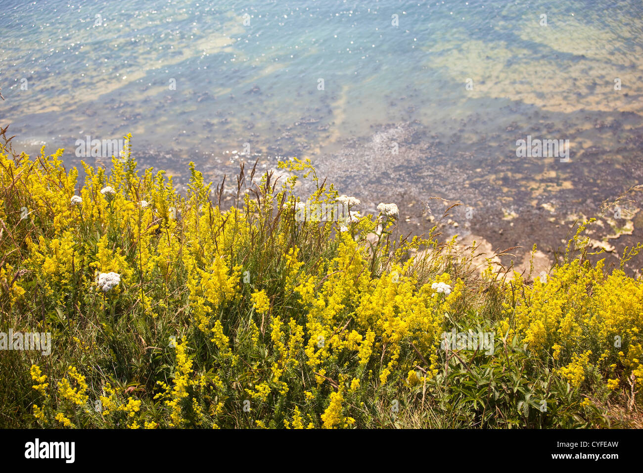 Ladies bedstraw flowers growing on a cliff edge overlooking the sea ...
