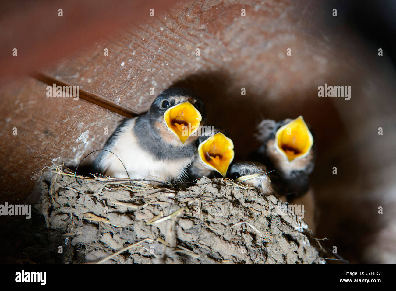Barn Swallow (Hirundo rustica), chicks in nest Stock Photo - Alamy