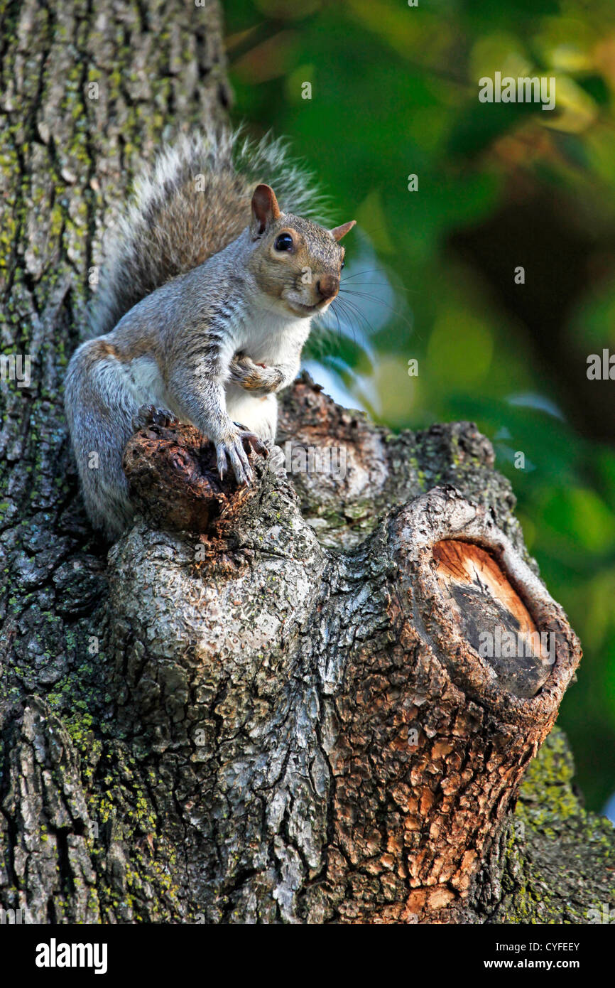Grey Squirrel sitting in a tree Stock Photo - Alamy