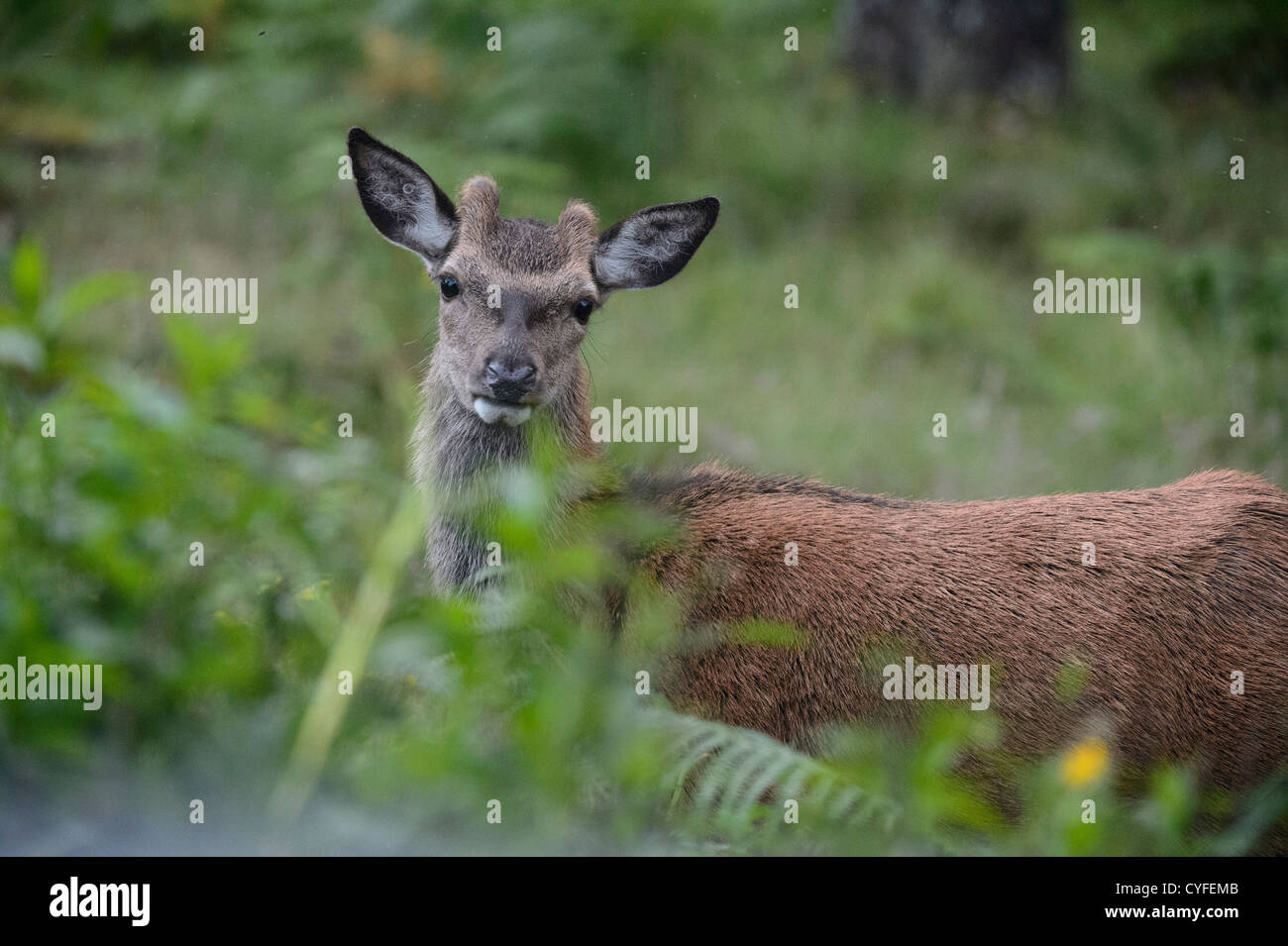 Hairy deer hi-res stock photography and images - Alamy