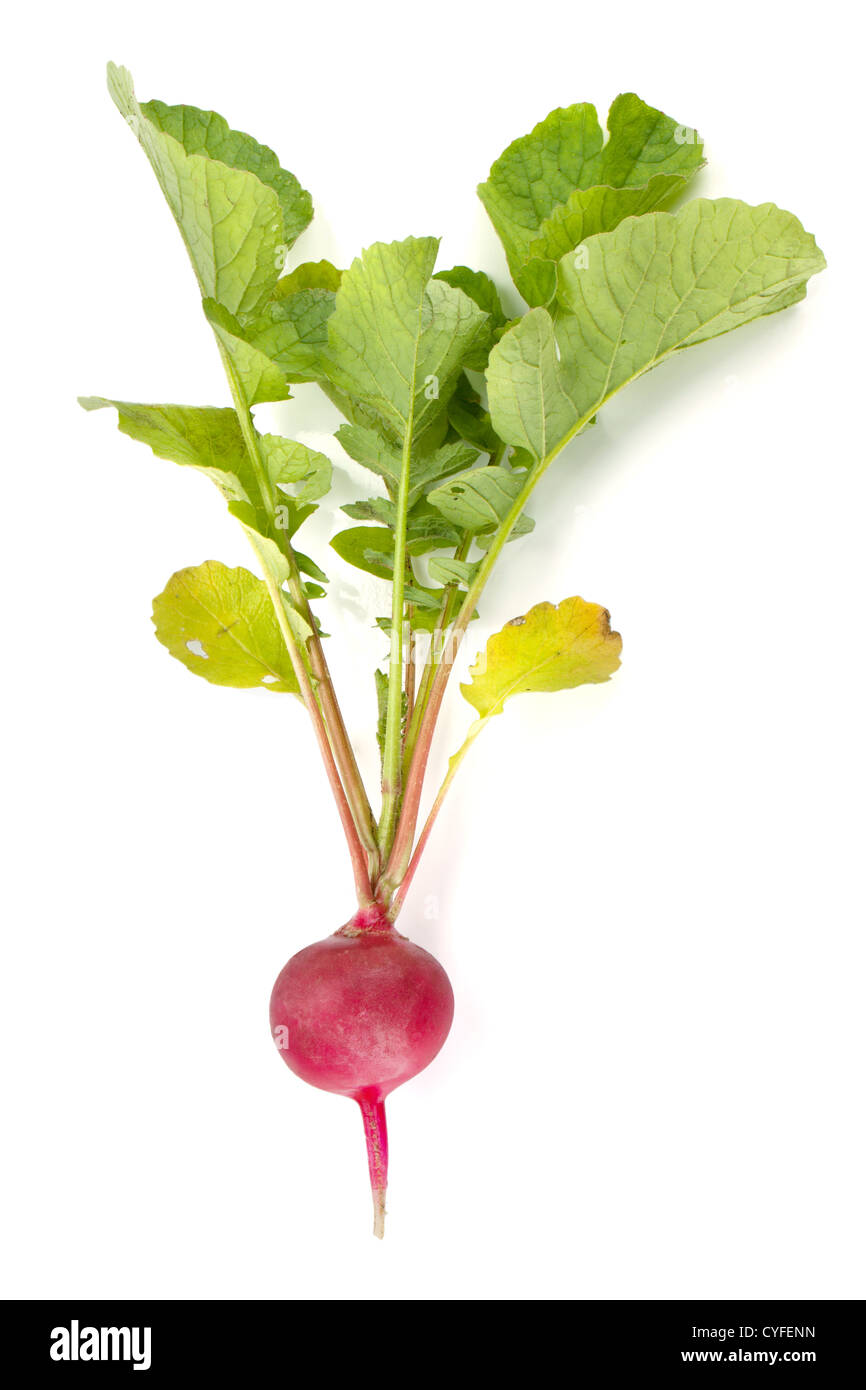 Fresh radish. Isolated on white background Stock Photo - Alamy
