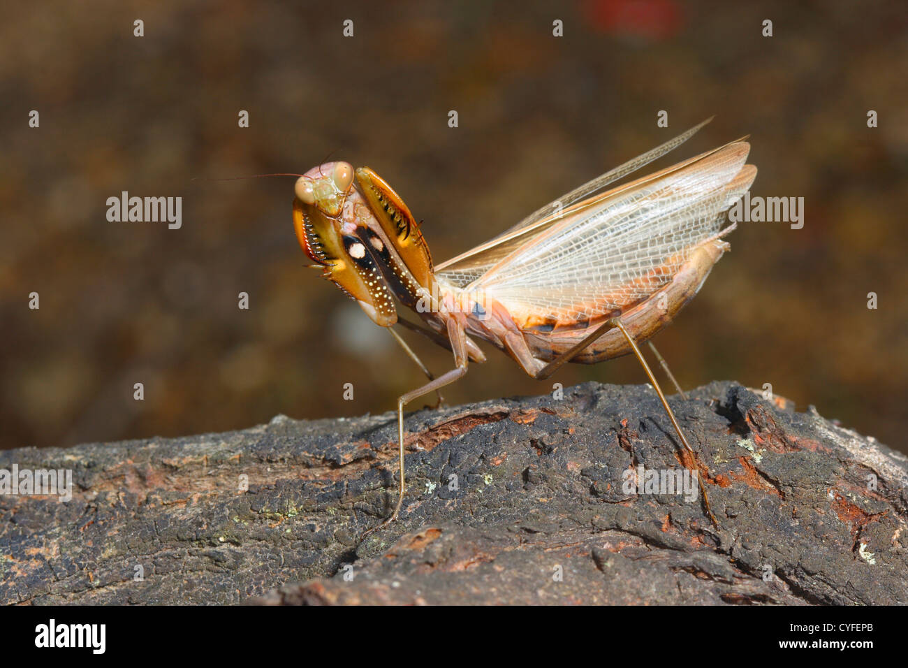 Praying Mantis, Mantis religiosa. Threatening display Stock Photo - Alamy