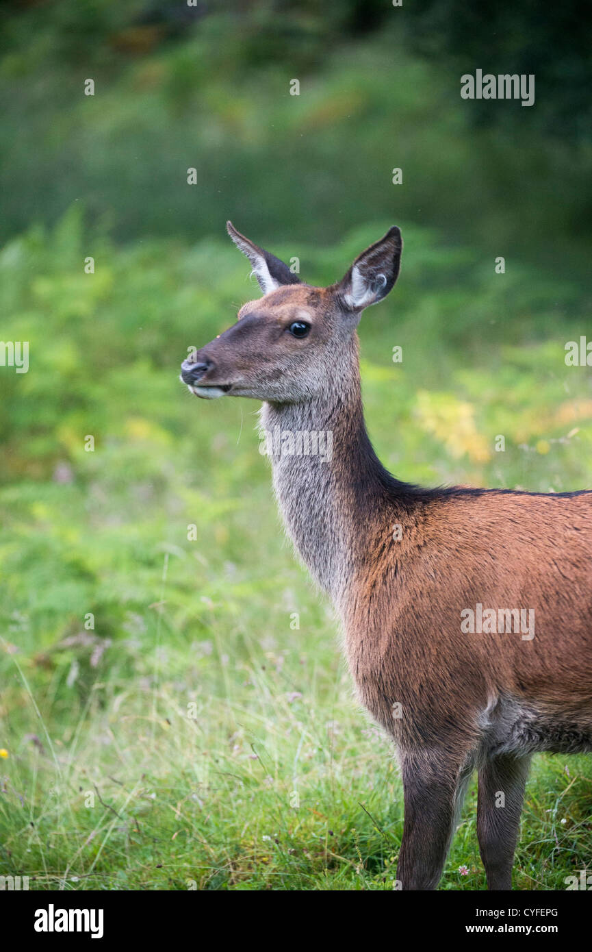 Hairy deer hi-res stock photography and images - Alamy