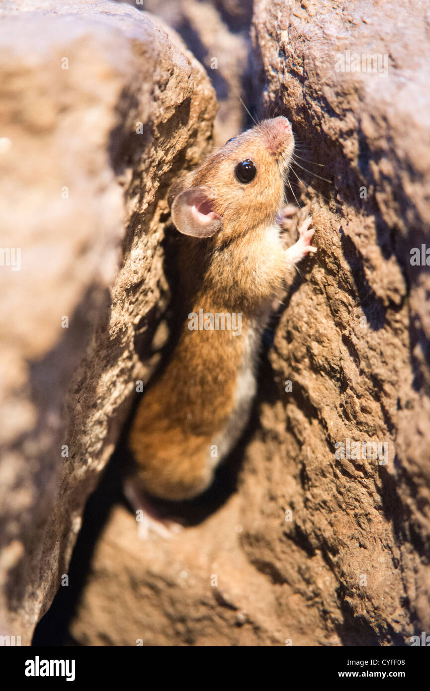 Wood Mouse (Apodemus sylvaticus Stock Photo - Alamy