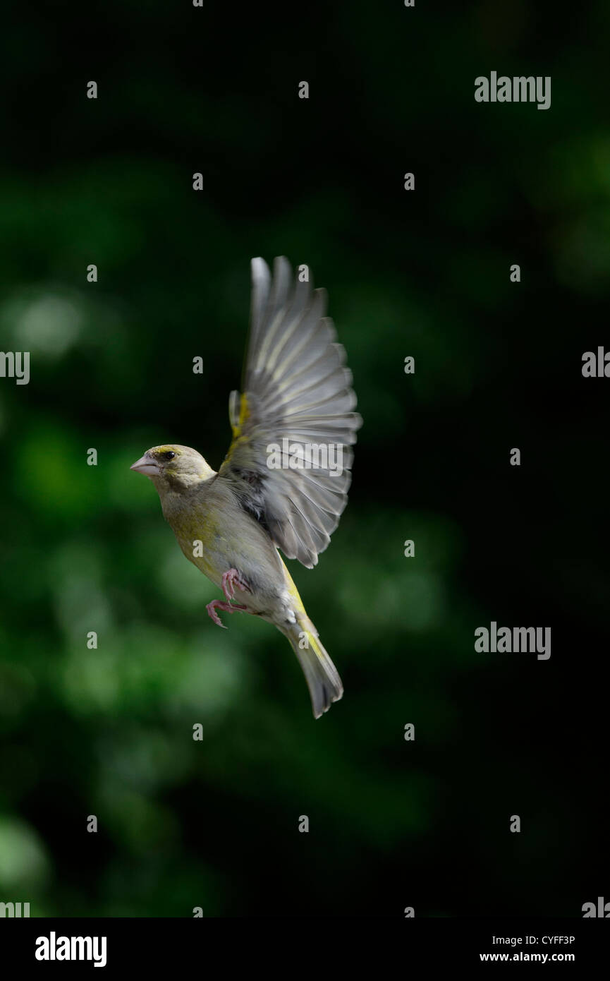 Greenfinch [Carduelis chloris] bird flight flying Stock Photo - Alamy