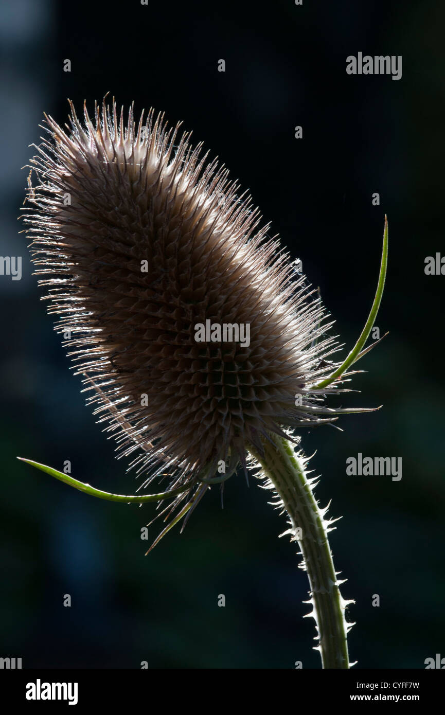 Ovoid seed head hi-res stock photography and images - Alamy