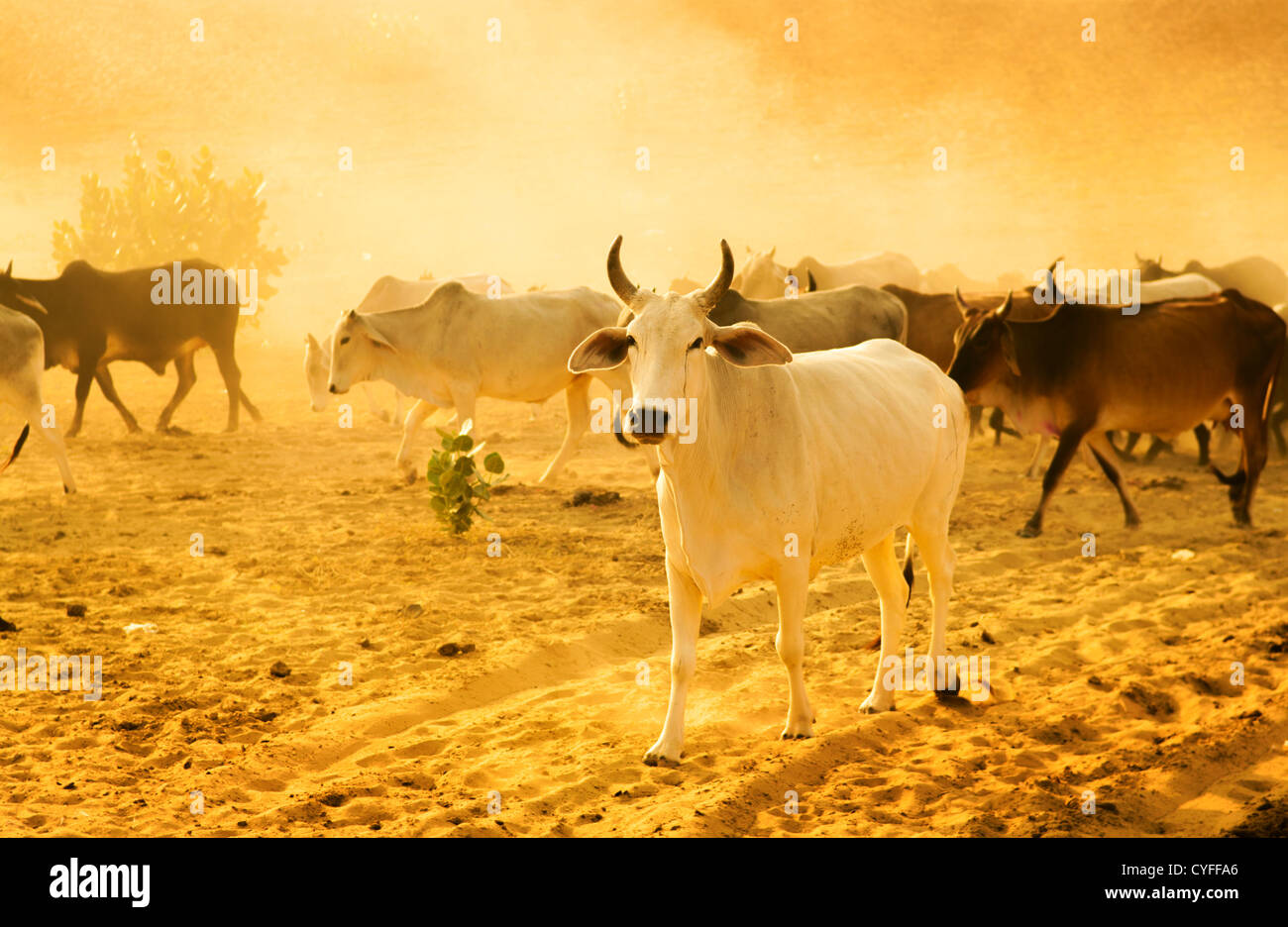Cows grazing in the desert of Rajasthan, India Stock Photo - Alamy
