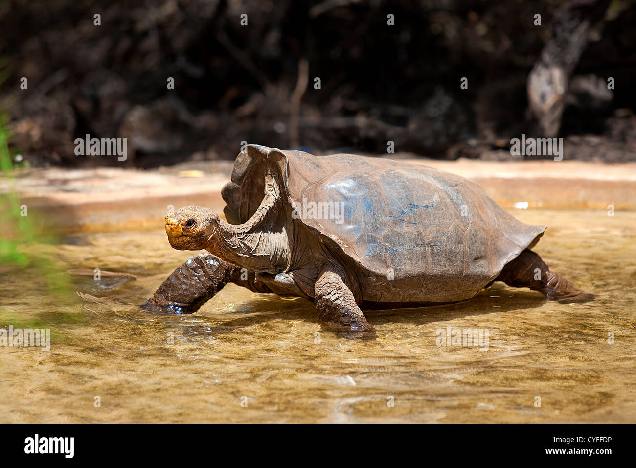 Large galapagos tortoise shell hi-res stock photography and images - Alamy