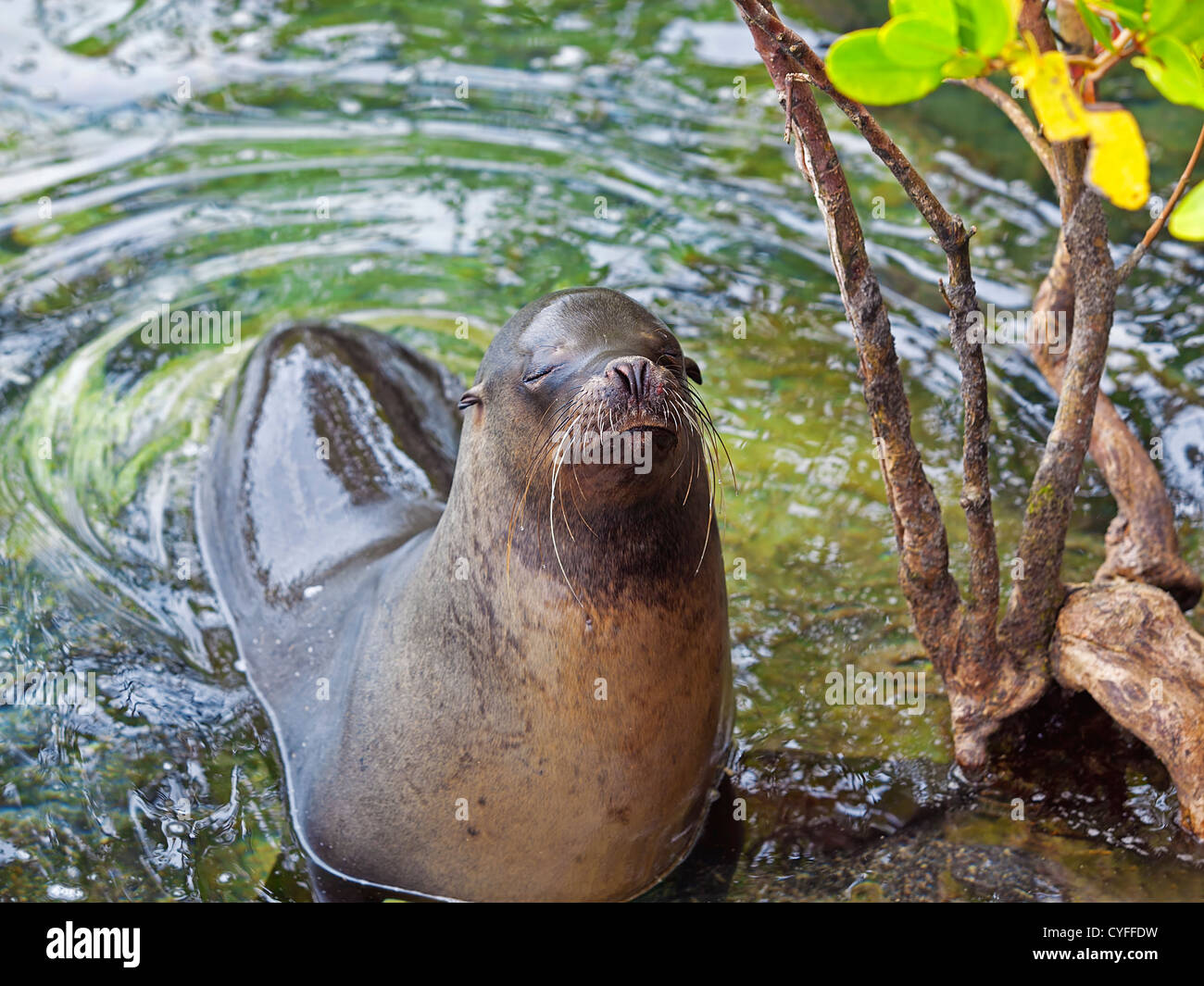 Sea lion portrait with the ocean in the background Stock Photo - Alamy
