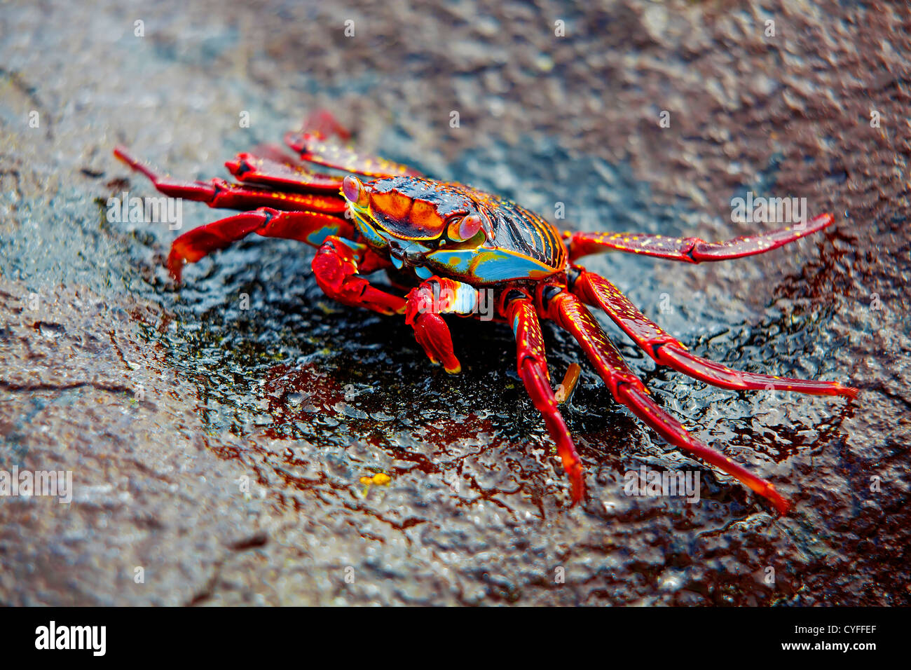 Close up of a Sally lightfoot crab on a rock Stock Photo - Alamy