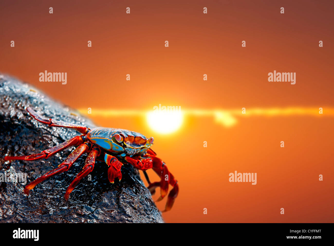 Close up of a Sally lightfoot crab in the sunset Stock Photo - Alamy