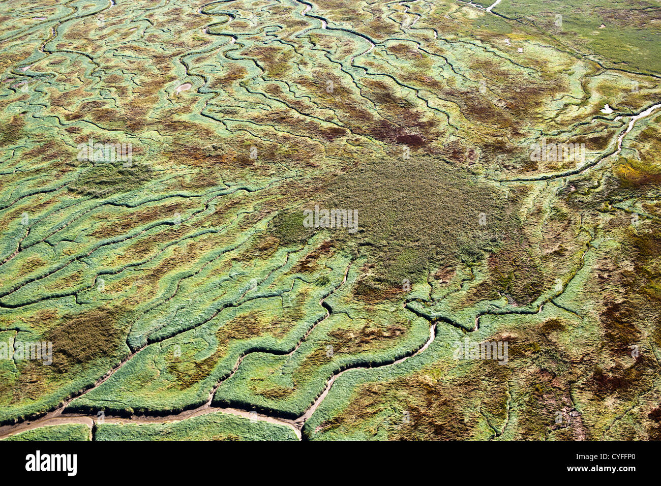 The Netherlands, Nieuw Namen, Westerschelde river. Tidal marshland ...