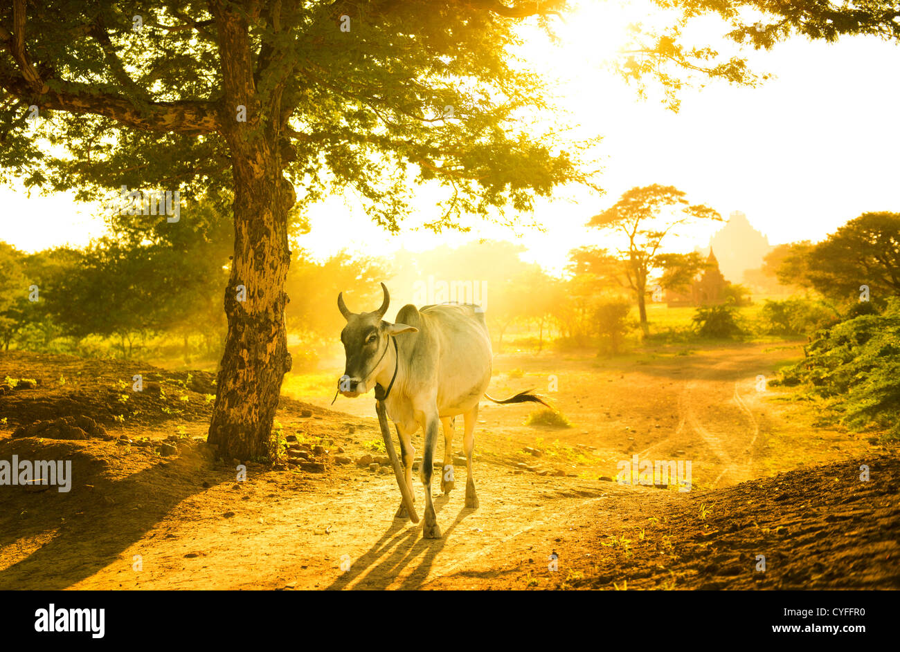 Single cow walking by in sunset Stock Photo - Alamy
