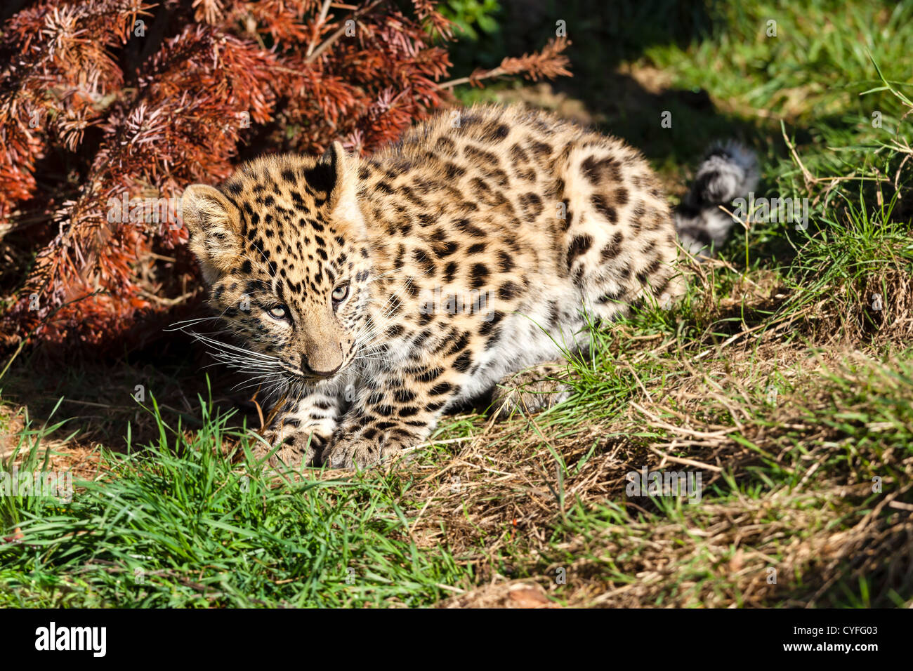 Cute Baby Amur Leopard Cub Crouching by Bush Panthera Pardus Orientalis ...