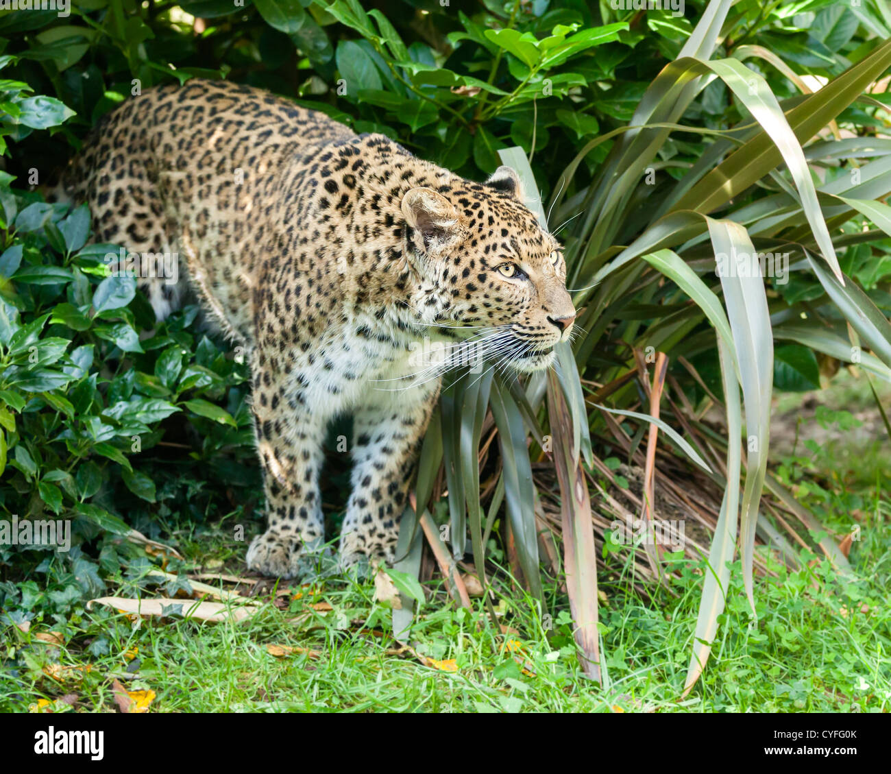 North chinese leopard carnivore hi-res stock photography and images - Alamy