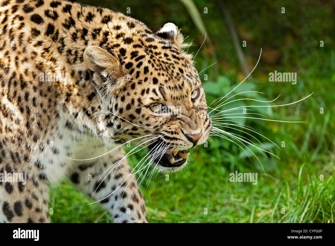 Snarling Angry North Chinese Leopard Large Whiskers Panthera Pardus ...