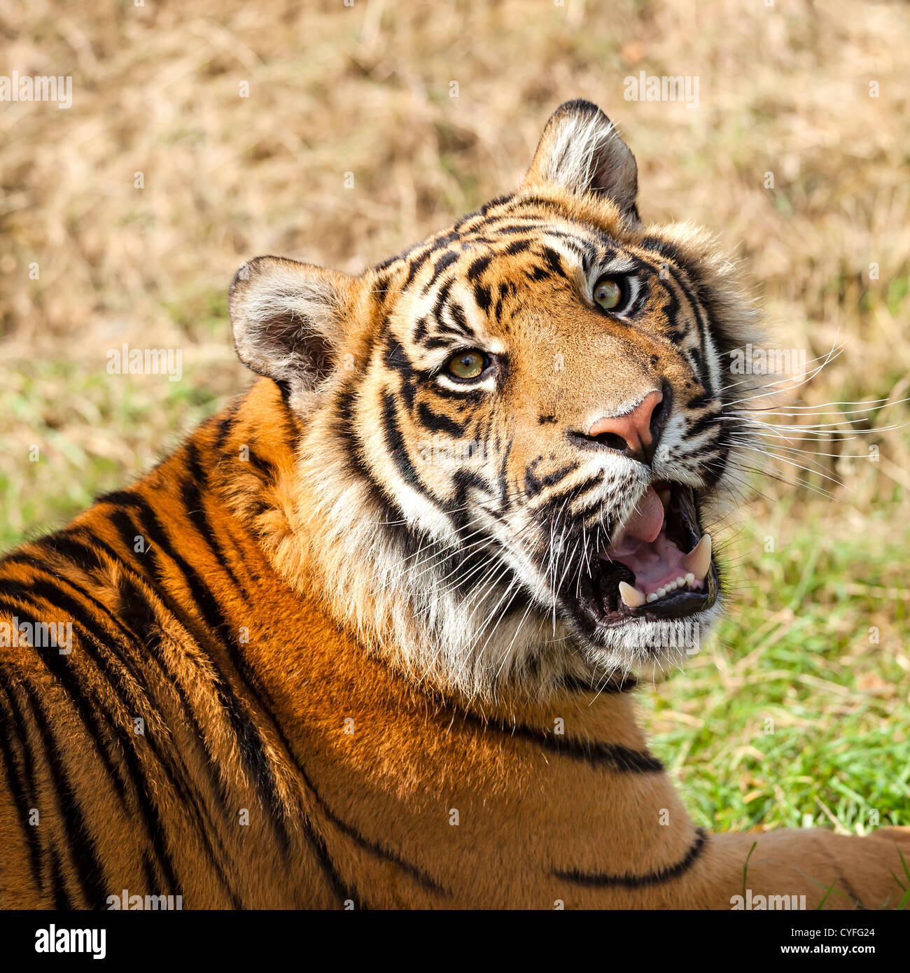 Head Shot of Growling Sumatran Tiger Panthera Tigris Sumatrae Stock ...