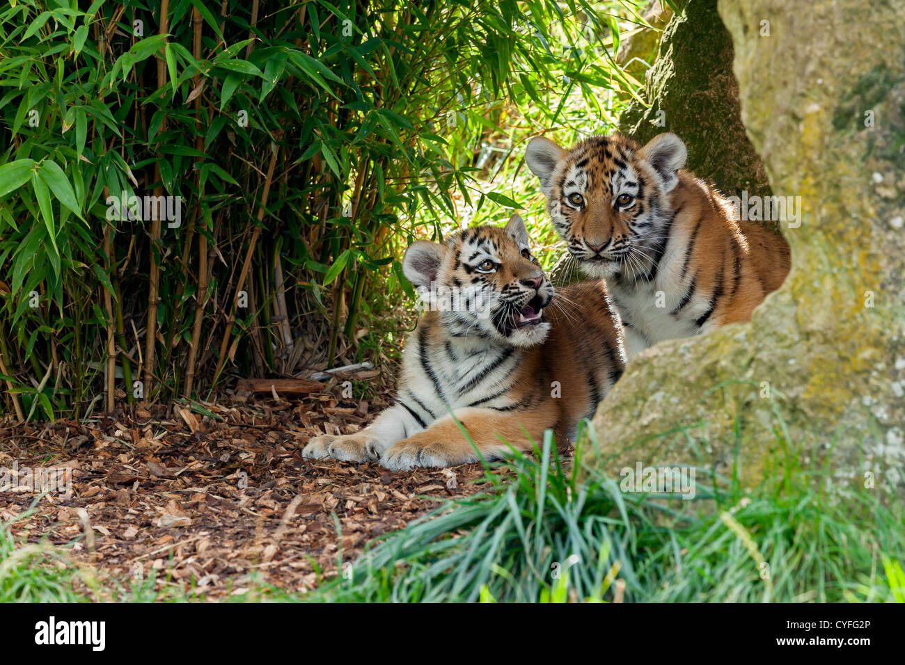 Amur tiger cubs hi-res stock photography and images - Alamy