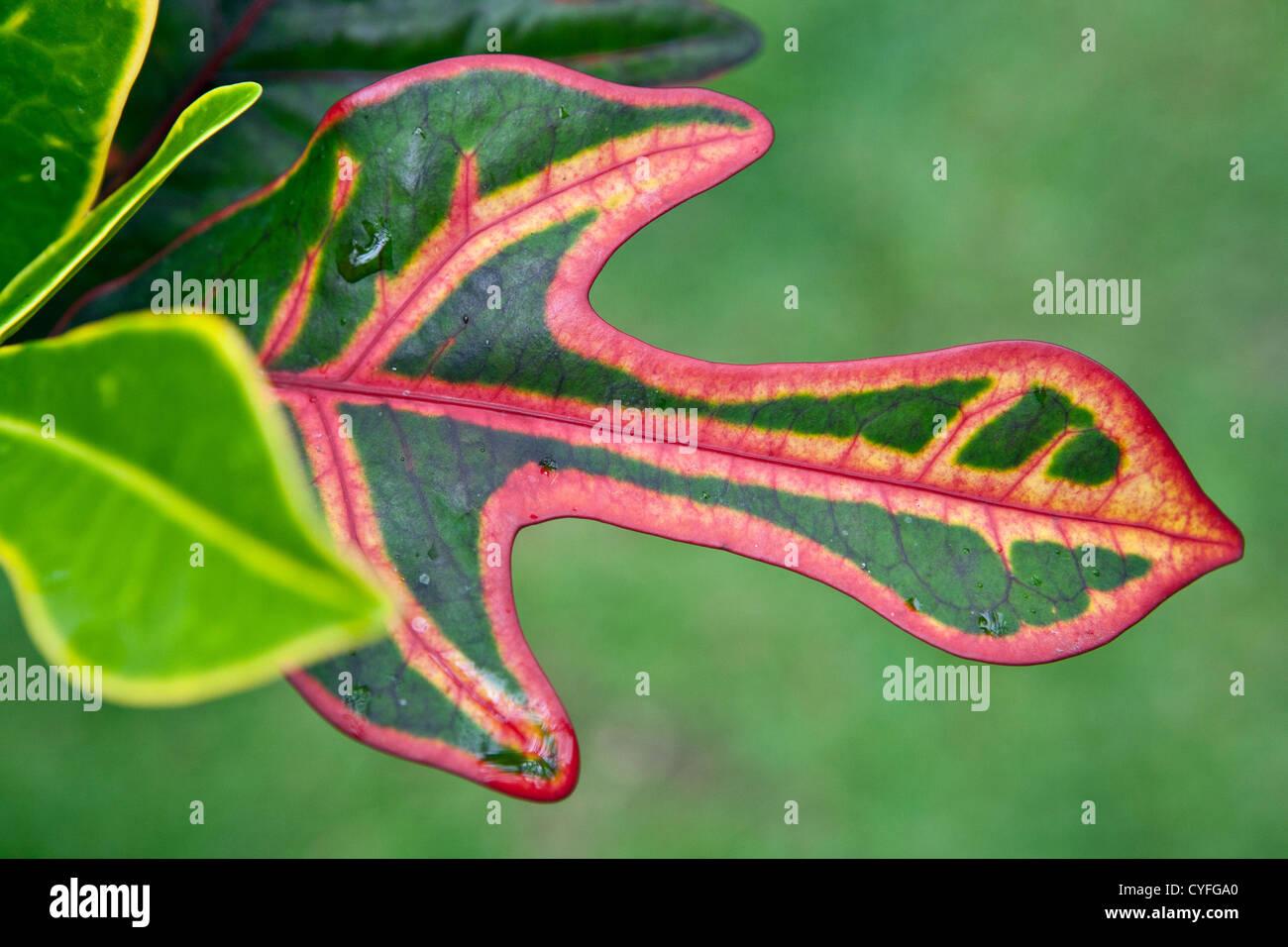 Codiaeum Variegatum Pictum High Resolution Stock Photography and Images ...