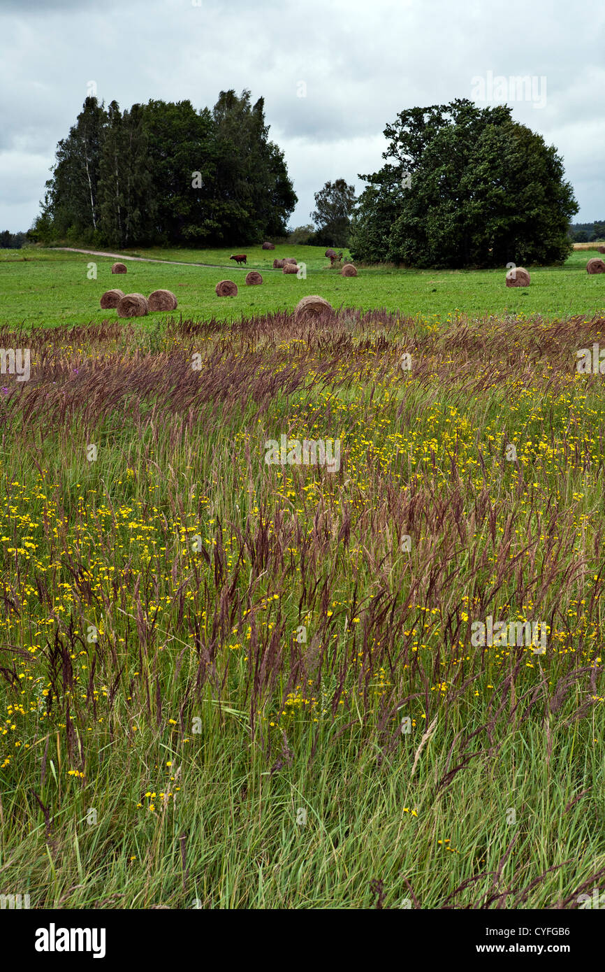 Agricultural farm fields at Limbazi region Latvia Stock Photo - Alamy