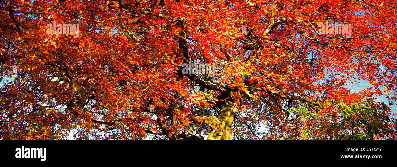 Panoramic view of Beech tree leaves in autumn colours Stock Photo - Alamy